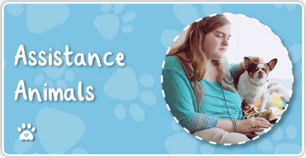 Twinkl Pets - Pet Care - for the Whole Family - Twinkl+