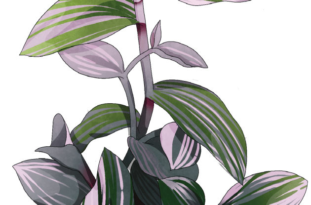 Twinkl Plantcare | Twinkl+