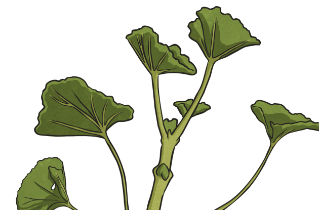Twinkl Plantcare | Twinkl+
