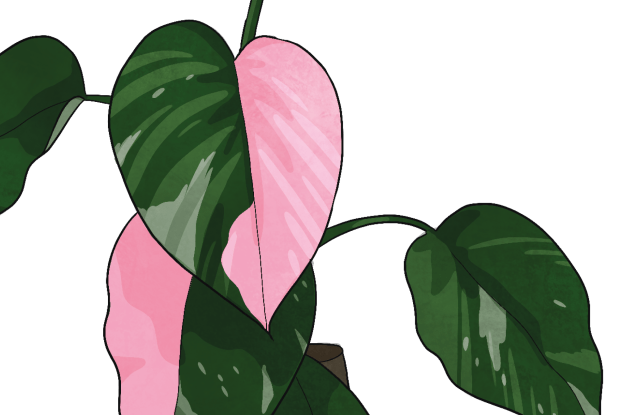 Twinkl Plantcare | Twinkl+