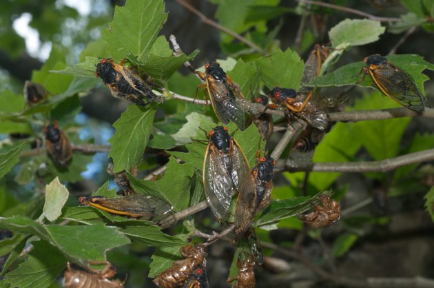 Billions of Cicadas Emerging in Rare US Event - Twinkl NewsRoom