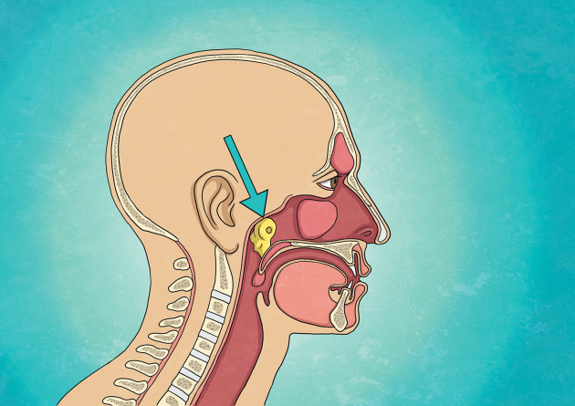 New Body Part Discovered - Twinkl NewsRoom - Twinkl
