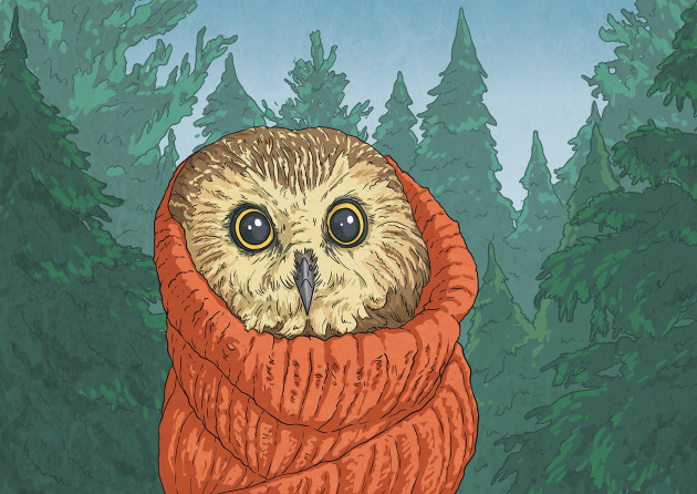 Rockefeller Owl - Twinkl NewsRoom - Twinkl
