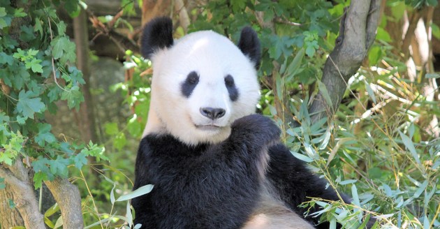Giant Panda Numbers Rising - Twinkl NewsRoom - Twinkl