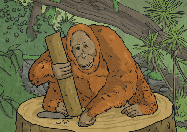 Orangutans Can Use Tools - Twinkl NewsRoom - Twinkl