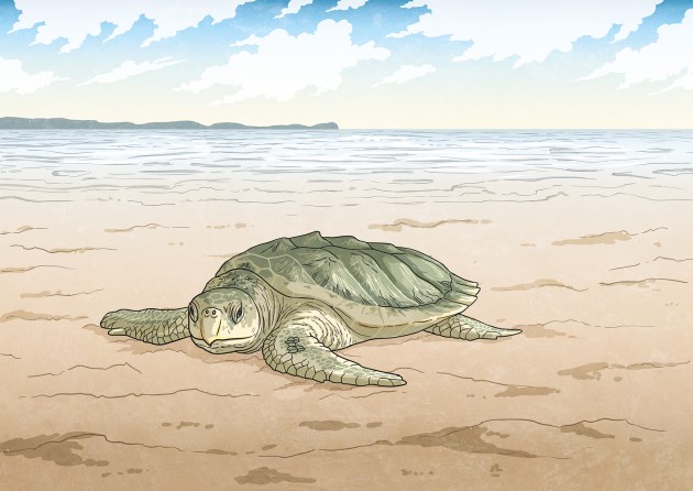 Rare Turtle Found on Welsh Beach - Twinkl NewsRoom - Twinkl