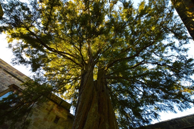 Study Says England Could Be Home to Millions of Ancient or Veteran Trees