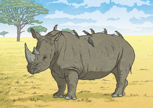 World Rhino Day - Twinkl NewsRoom - Twinkl