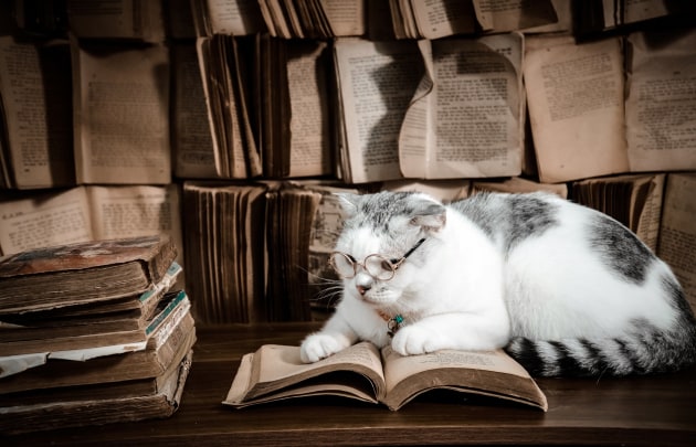 Library in US Forgiving Fines When Shown Cat Photos - Twinkl NewsRoom