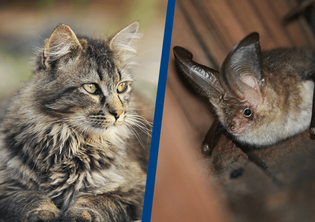Cat Curfews Could Help Bats - Twinkl NewsRoom - Twinkl