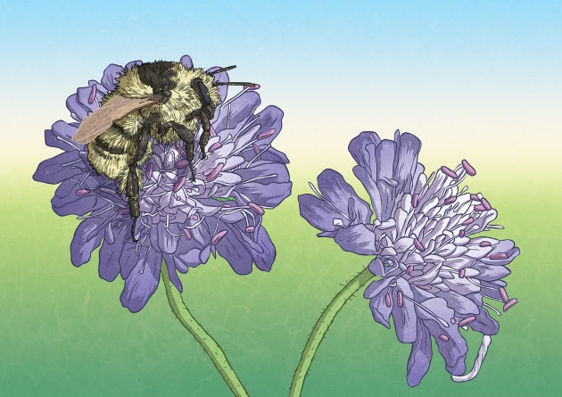 Un-bee-lievable! - Twinkl NewsRoom - Twinkl