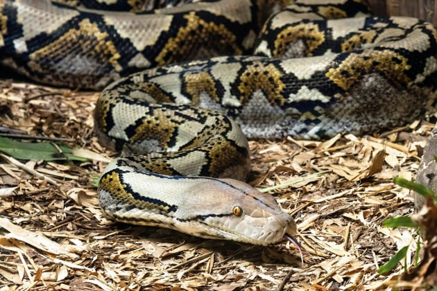 Would You Start Eating Snakes to Save the Planet? - Twinkl NewsRoom