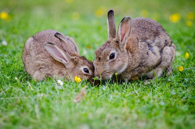 Roman Rabbits - Twinkl NewsRoom - Twinkl