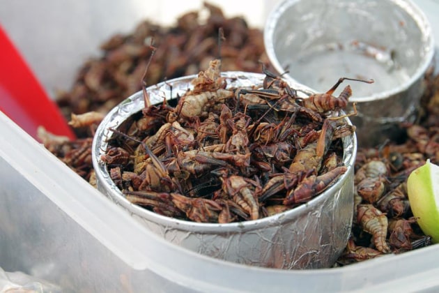 Eating Insects and Lab-Grown Meat ‘Greener’? - Twinkl NewsRoom