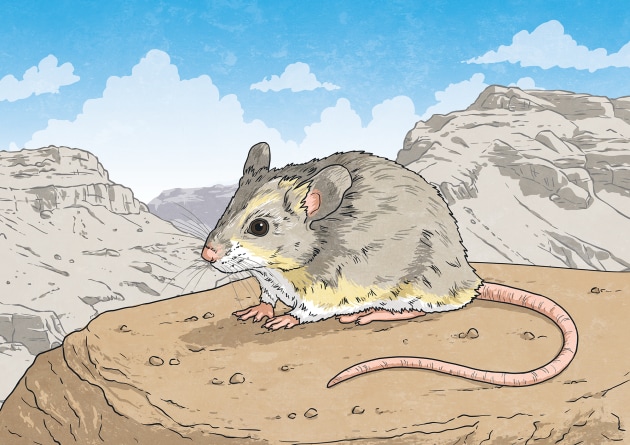 Remarkable Rodent! - Twinkl NewsRoom - Twinkl