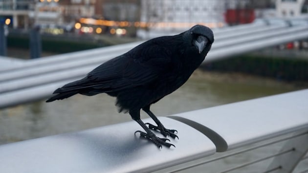 Crows Can Count out Loud like Toddlers, Says Study - Twinkl NewsRoom