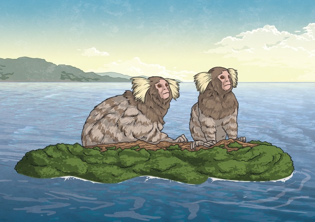 Monkeys, Ahoy! - Twinkl NewsRoom - Twinkl