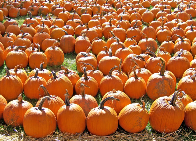 Why Are Halloween Pumpkins Bigger This Year? - Twinkl NewsRoom