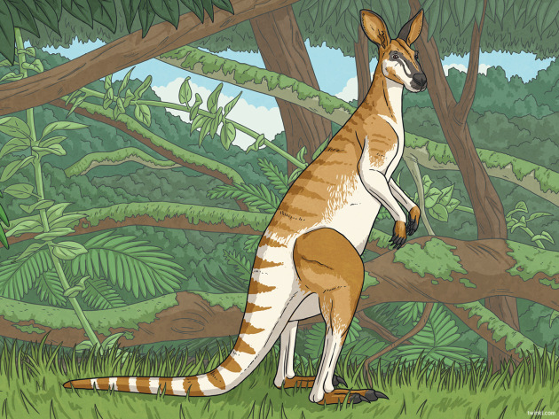 New Giant Kangaroo Fossils Unearthed - Twinkl NewsRoom