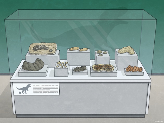 World’s Largest Collection of Fossilised Poop - Twinkl NewsRoom