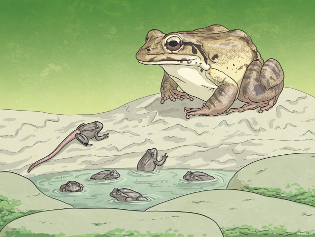 World Frog Day and Mountain Chickens Born at London Zoo - Twinkl NewsRoom