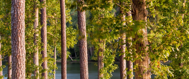 What is Alabama? - Alabama Facts for Kids - Twinkl USA