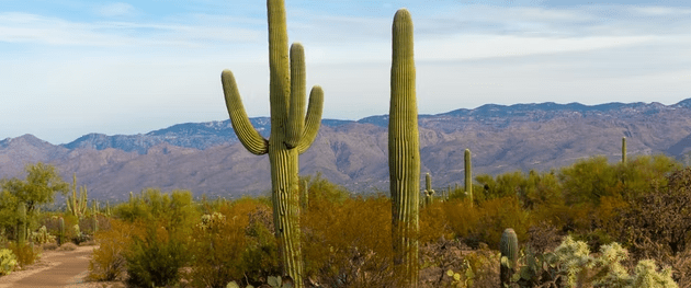 What is Arizona? - Arizona Facts for Kids - Twinkl USA