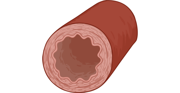 What is an artery? - Twinkl