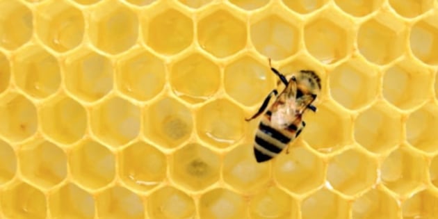 What is a Tessellation? | Definition and Examples | Twinkl