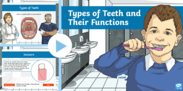 What are Canines? | Twinkl Teaching Wiki - Twinkl