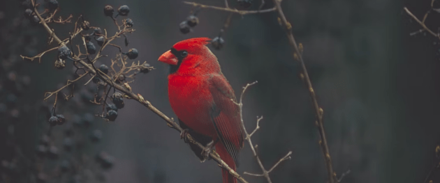 What is Indiana? - Indiana Facts for Kids - Twinkl USA