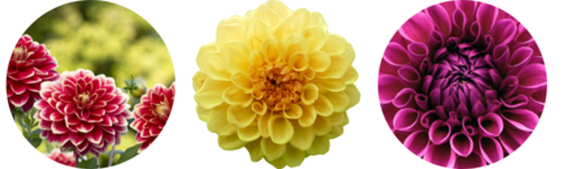 Flori de toamnă - Exemple, informații, resurse didactice