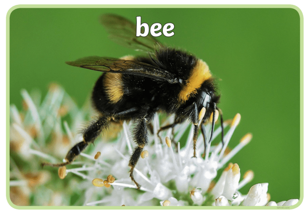 Diurnal Animals | Facts for Kids - Twinkl