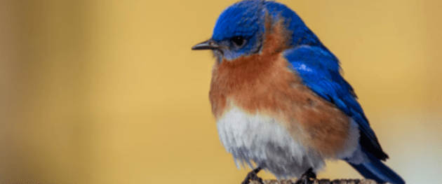 What is New York? - New York Facts for Kids - Twinkl USA