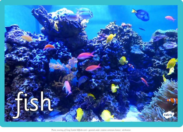 What are Fish | Definition, Species, Classification | Wiki