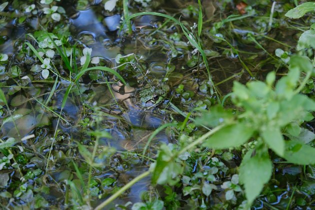 What is a Frog? - Answered - Twinkl Teaching Wiki