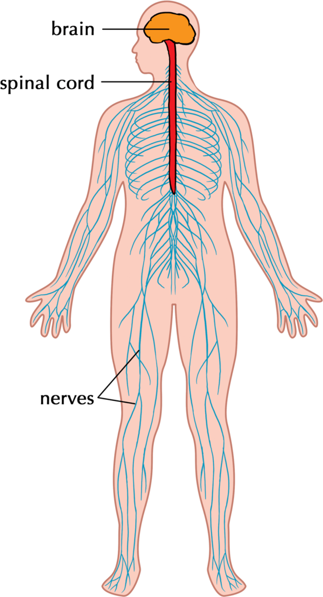What Is The Human Nervous System Twinkl Teaching Wiki