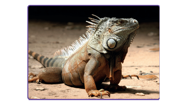 Mexican Animals | Facts for Kids | Teaching Wiki - Twinkl