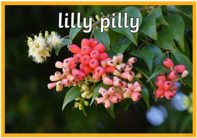 Bush Foods | Twinkl Teaching Wiki - Twinkl