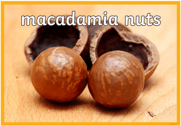 Bush Foods | Twinkl Teaching Wiki - Twinkl