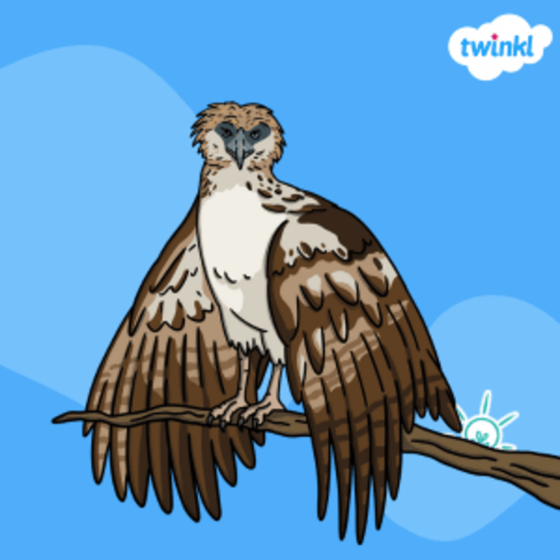 Ano ang Philippine Eagle | Wiki | Twinkl Philippines