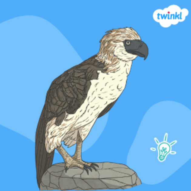 Ano ang Philippine Eagle | Wiki | Twinkl Philippines
