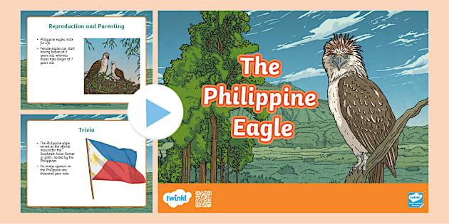 Ano ang Philippine Eagle | Wiki | Twinkl Philippines
