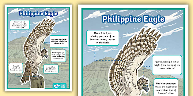 Ano ang Philippine Eagle | Wiki | Twinkl Philippines