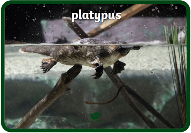 What is a Platypus? | Platypus Facts for Kids | Twinkl