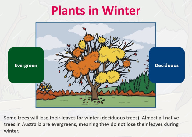 What is Winter? | About the Winter Season | Twinkl - Twinkl