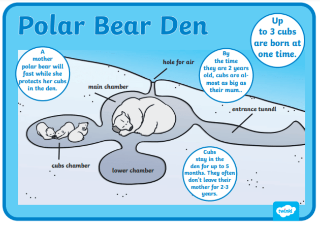 Polar Bear: Facts For Kids, Teaching Resources & more!