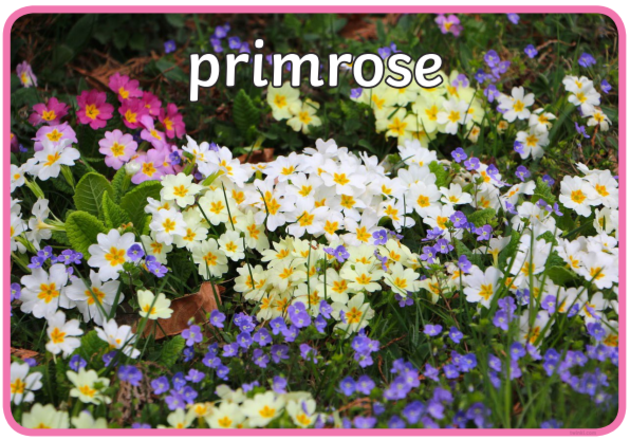 What are Spring Flowers? - Answered - Twinkl Teaching Wiki