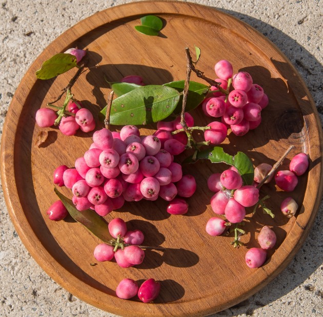 Bush Foods | Twinkl Teaching Wiki - Twinkl