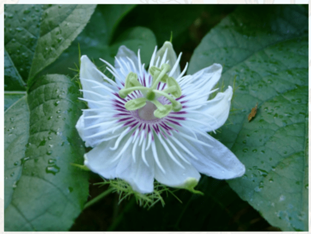 Bush Foods | Twinkl Teaching Wiki - Twinkl